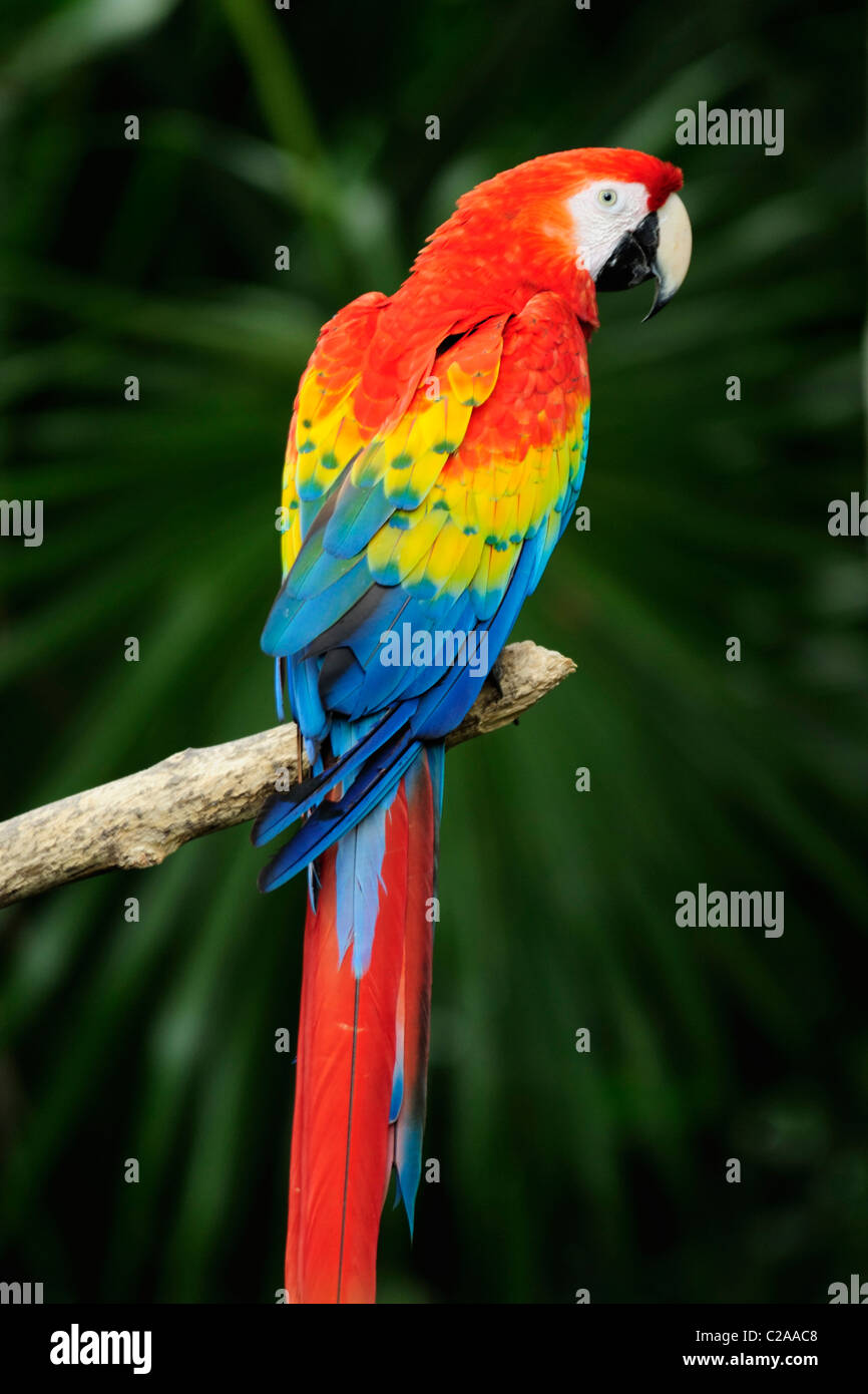 Macaw in Playa del Carmen, Quintana Roo, Mexico Stock Photo - Alamy