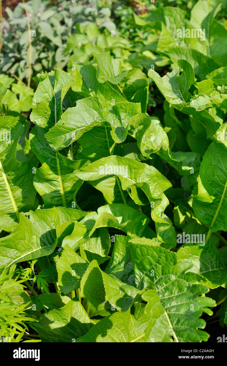 Horseradish plants hi-res stock photography and images - Alamy