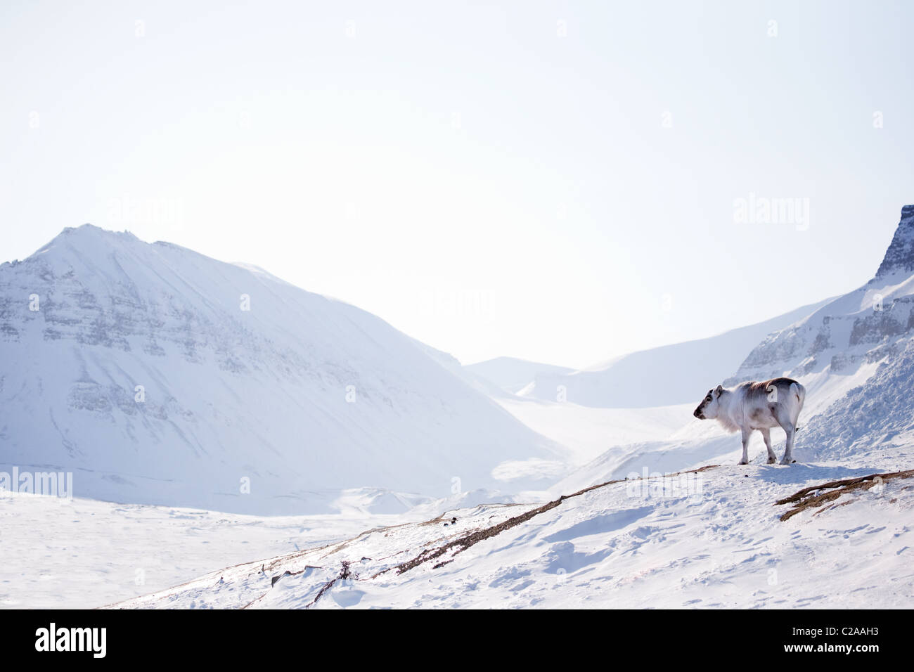 A wild raindeer against a desolate winter landscape, Svalbard, Norway ...