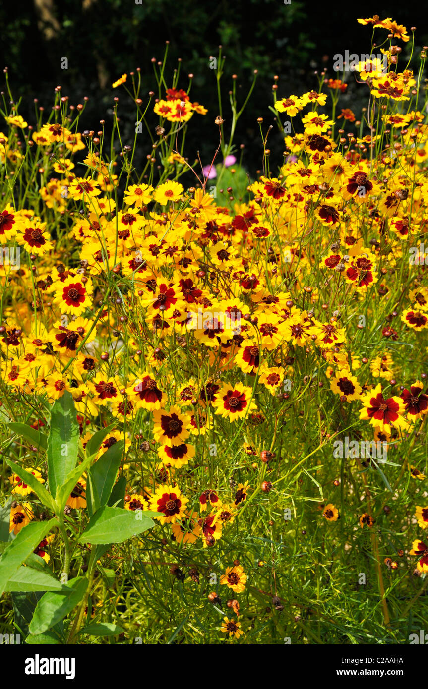 Golden tickseed (Coreopsis tinctoria Stock Photo - Alamy