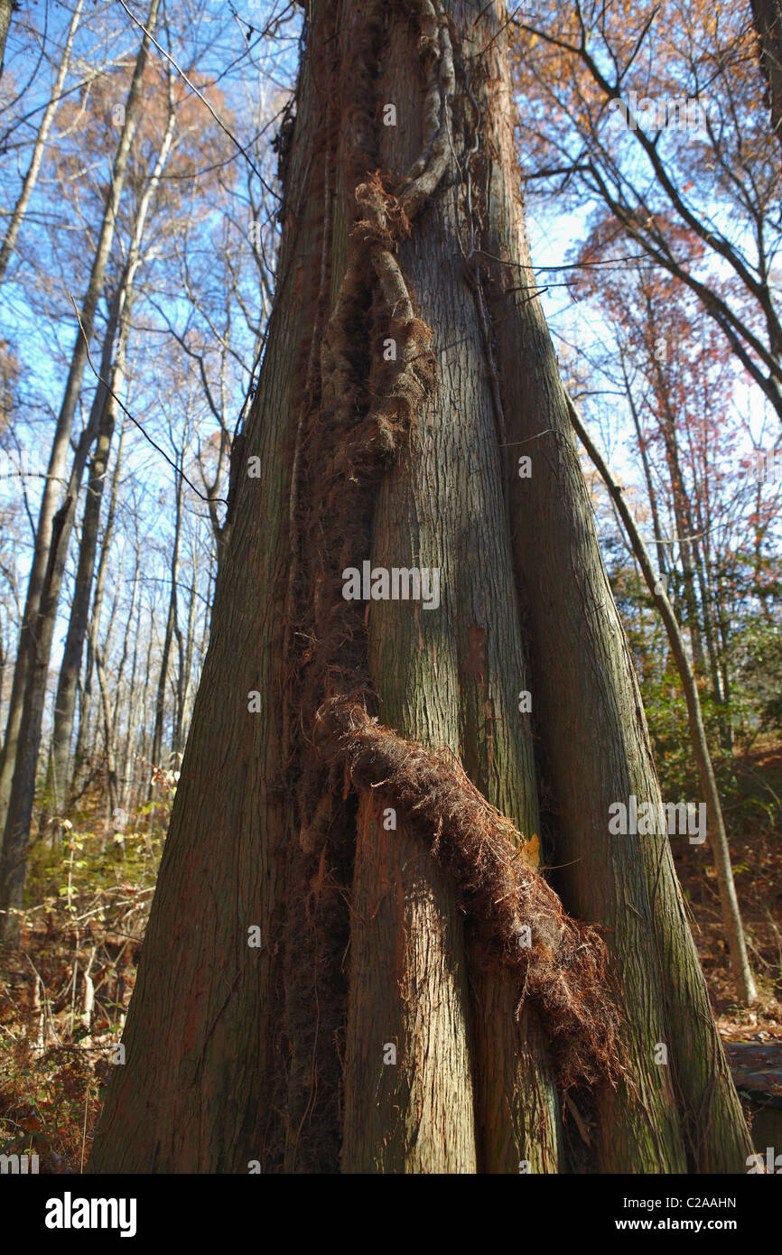 The trunk of a cypress tree with a hairy rope (poison ivy), Battle ...