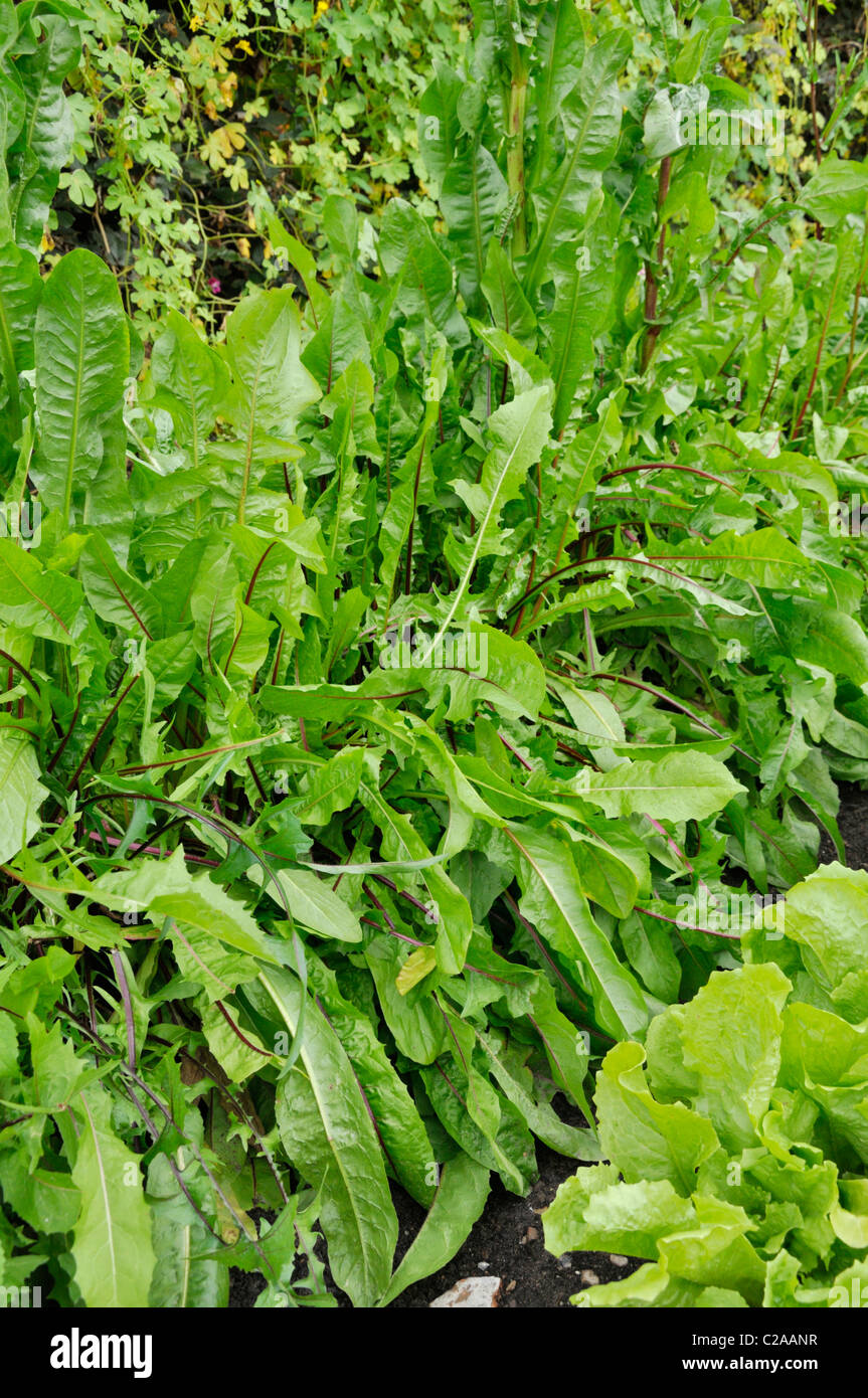 Chicory (Cichorium intybus 'Red Rib' Stock Photo - Alamy