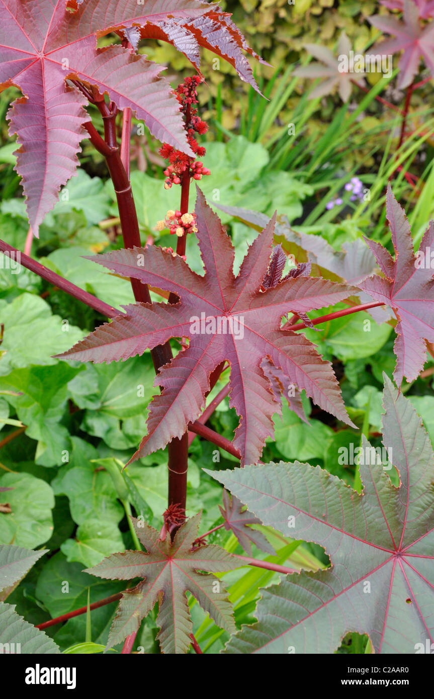 Ricinus Communis Leaf Peltat