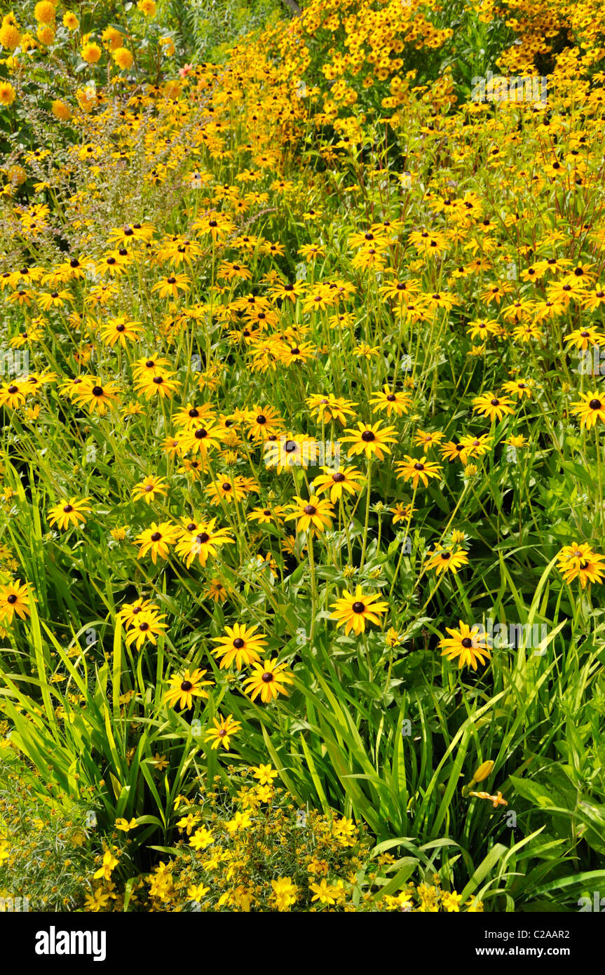 Orange cone flower (Rudbeckia fulgida Stock Photo - Alamy