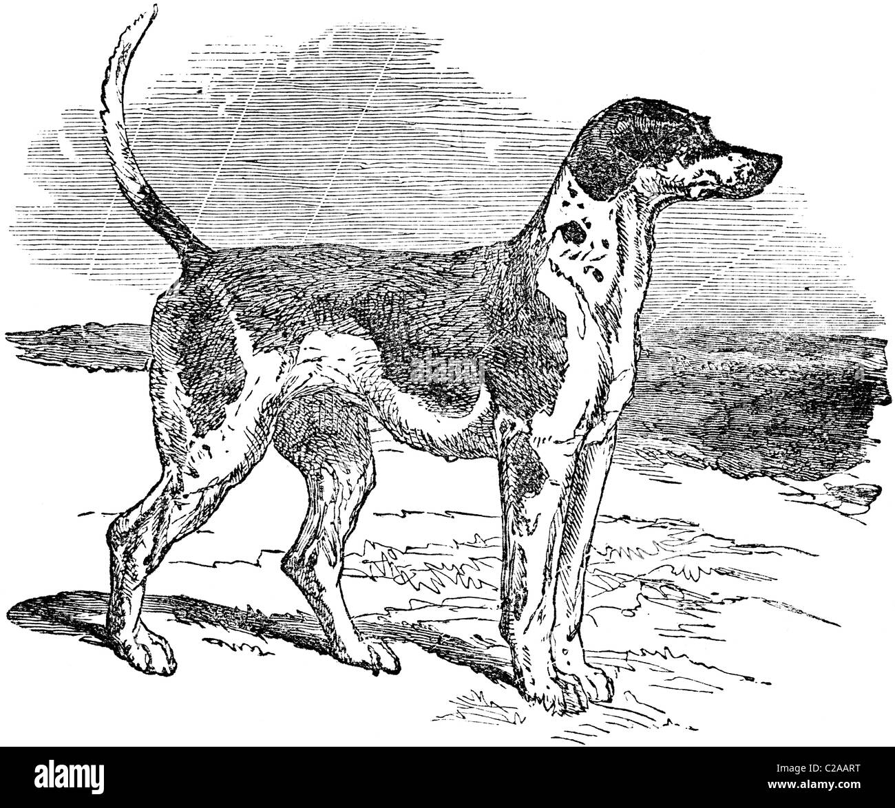 Harrier hound hi-res stock photography and images - Alamy