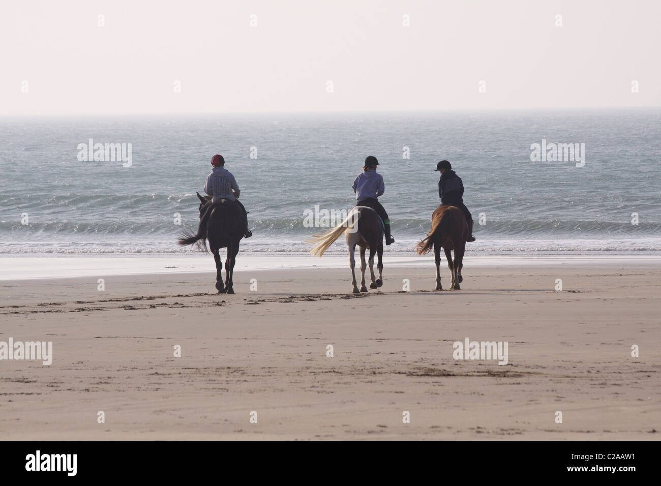 Bay Welsh Pony High Resolution Stock Photography and Images - Alamy