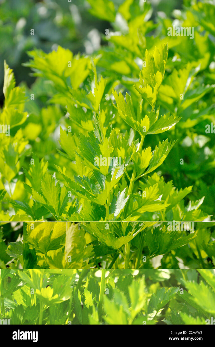 Leaf celery (Apium graveolens var. secalinum Stock Photo - Alamy