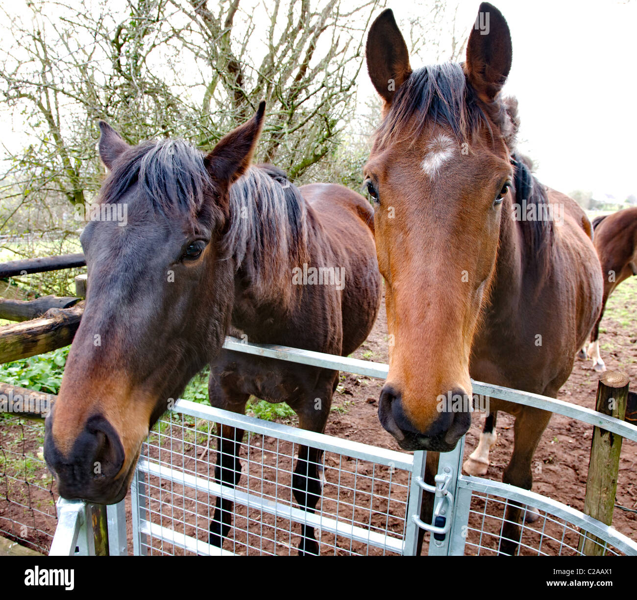 Friendly pair of horses at a stile gate Stock Photo - Alamy