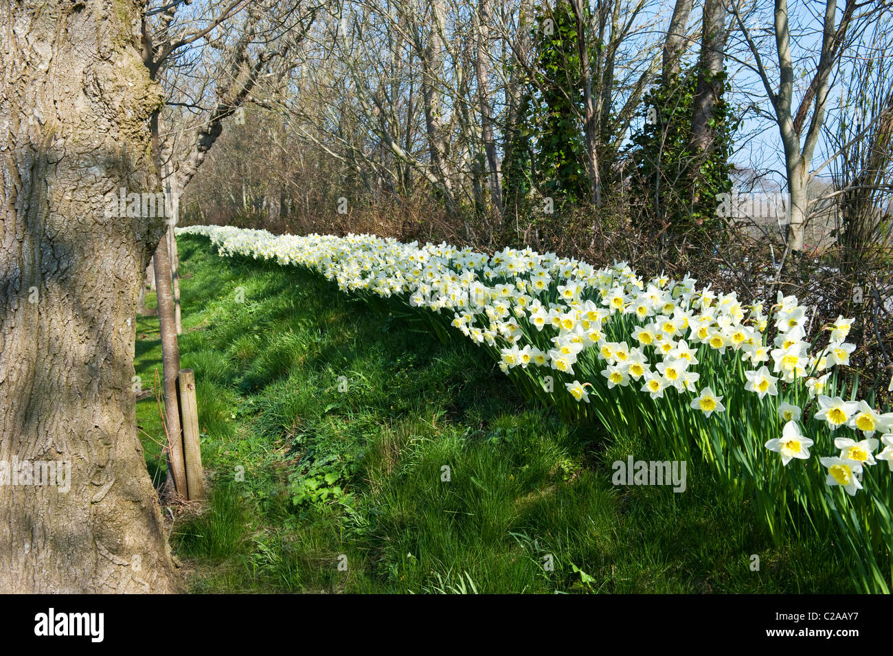 A swathe of daffodils in March in Ardgillan park, near Balbriggan, co ...