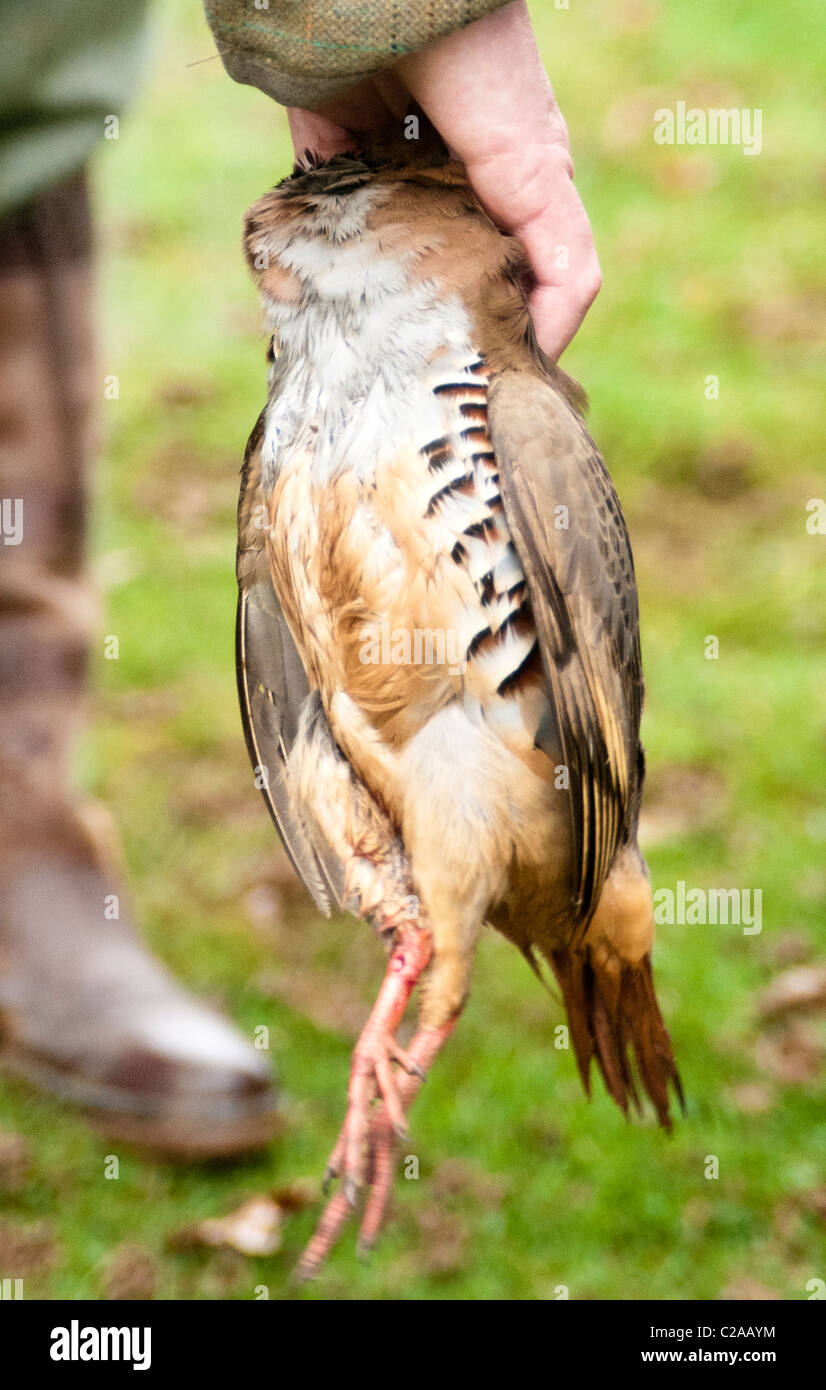 A French, or Red, Partridge being carried on an English partridge shoot ...