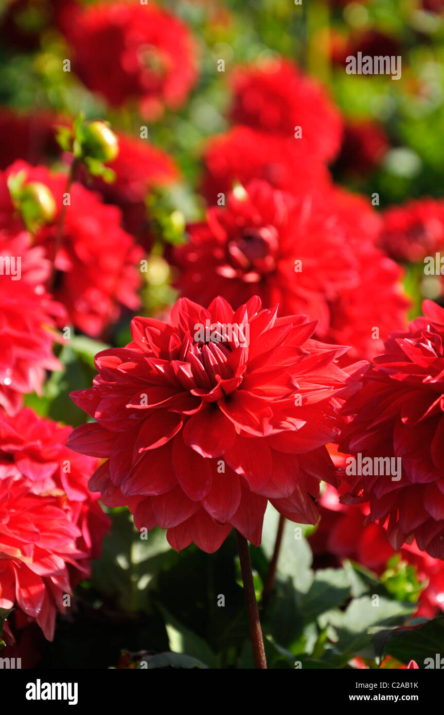 Red decorative dahlia hi-res stock photography and images - Alamy