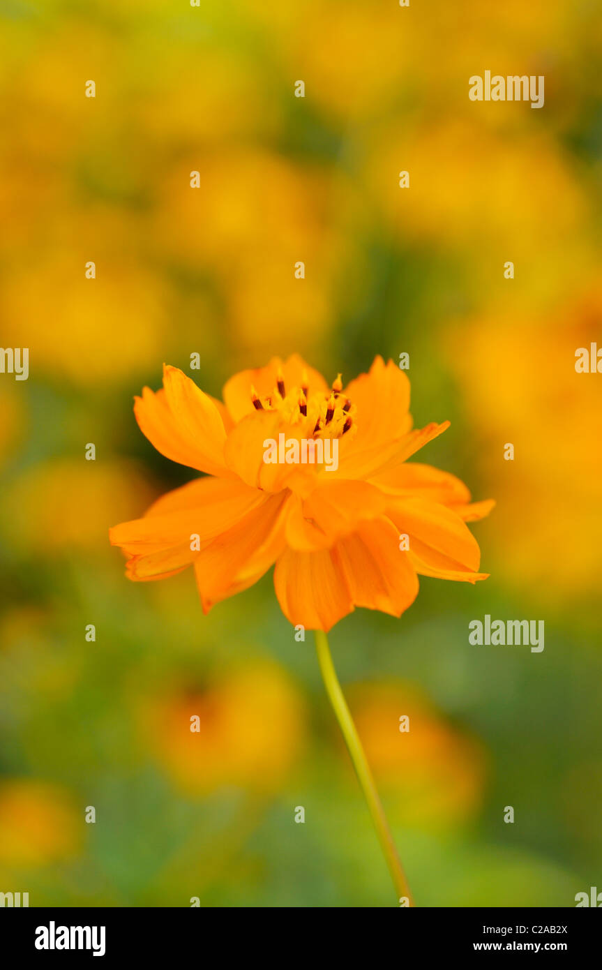 Yellow cosmos (Cosmos sulphureus Stock Photo - Alamy