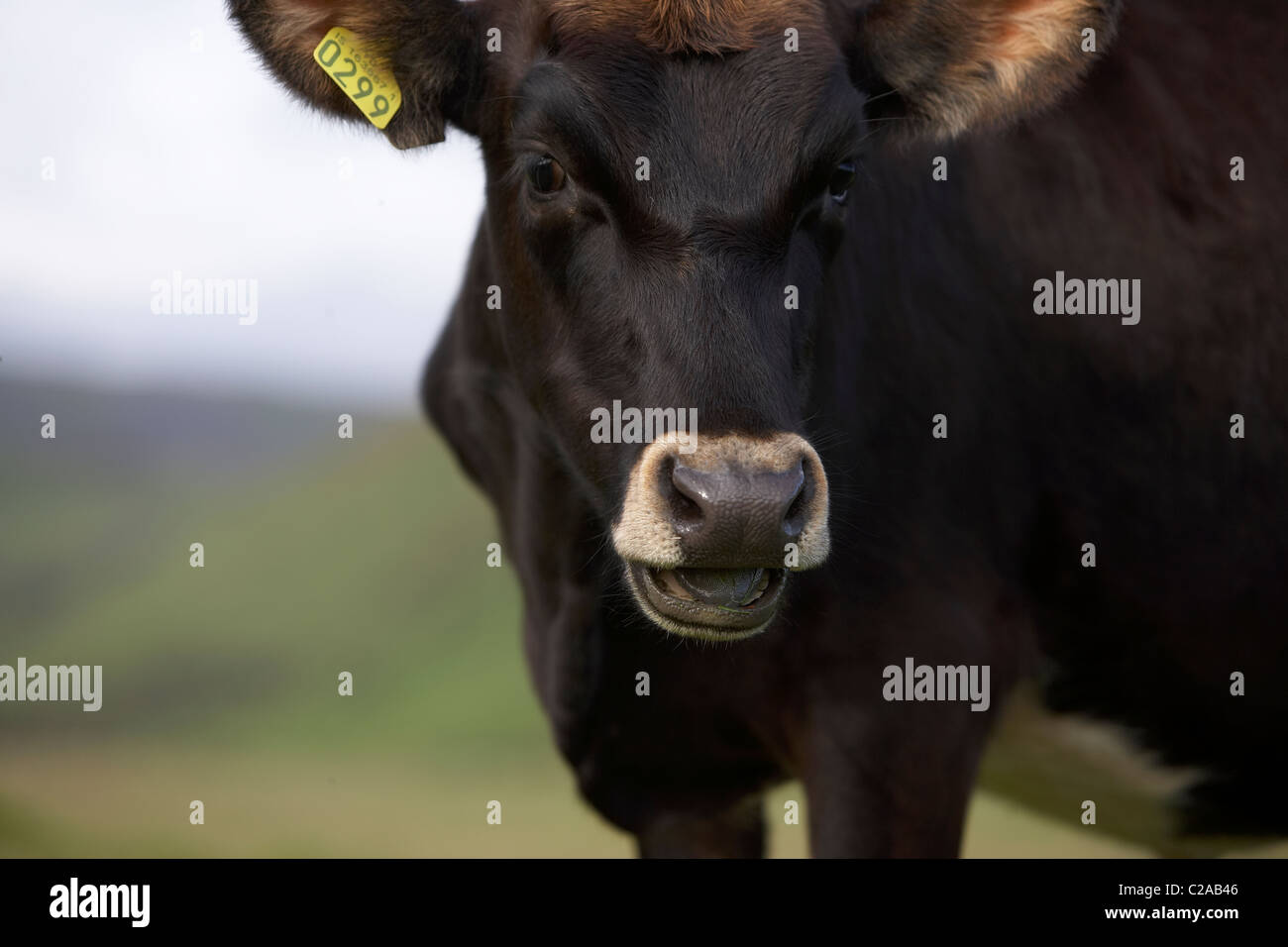 Portrait of young cow (bull) Iceland Stock Photo - Alamy