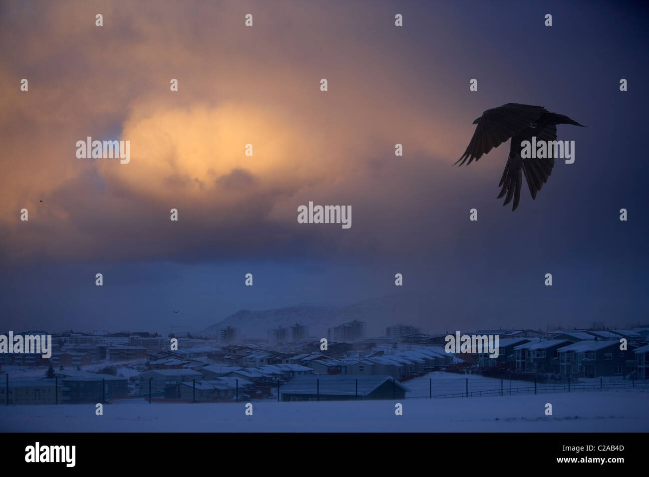 Raven flying hi-res stock photography and images - Alamy