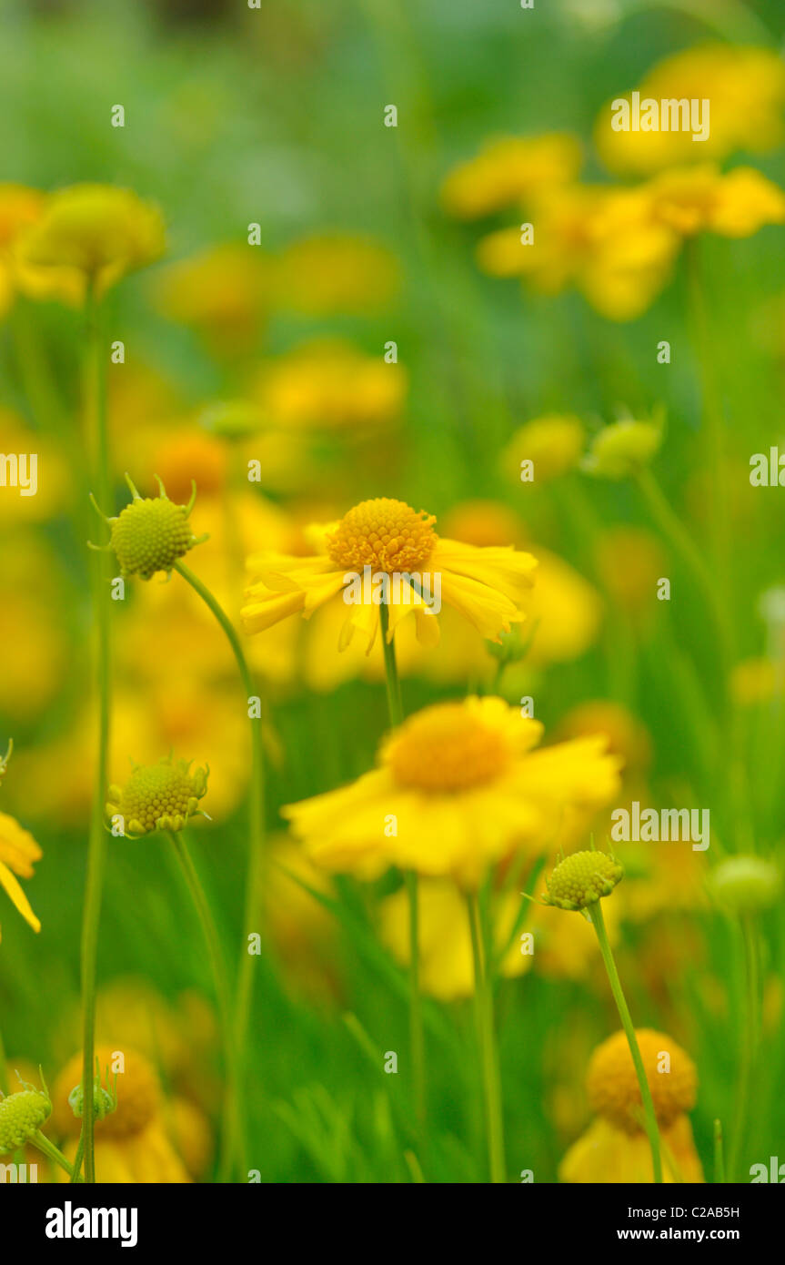 Yellow helenium hi-res stock photography and images - Alamy