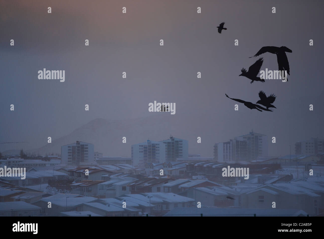 Raven in the snow hi-res stock photography and images - Alamy