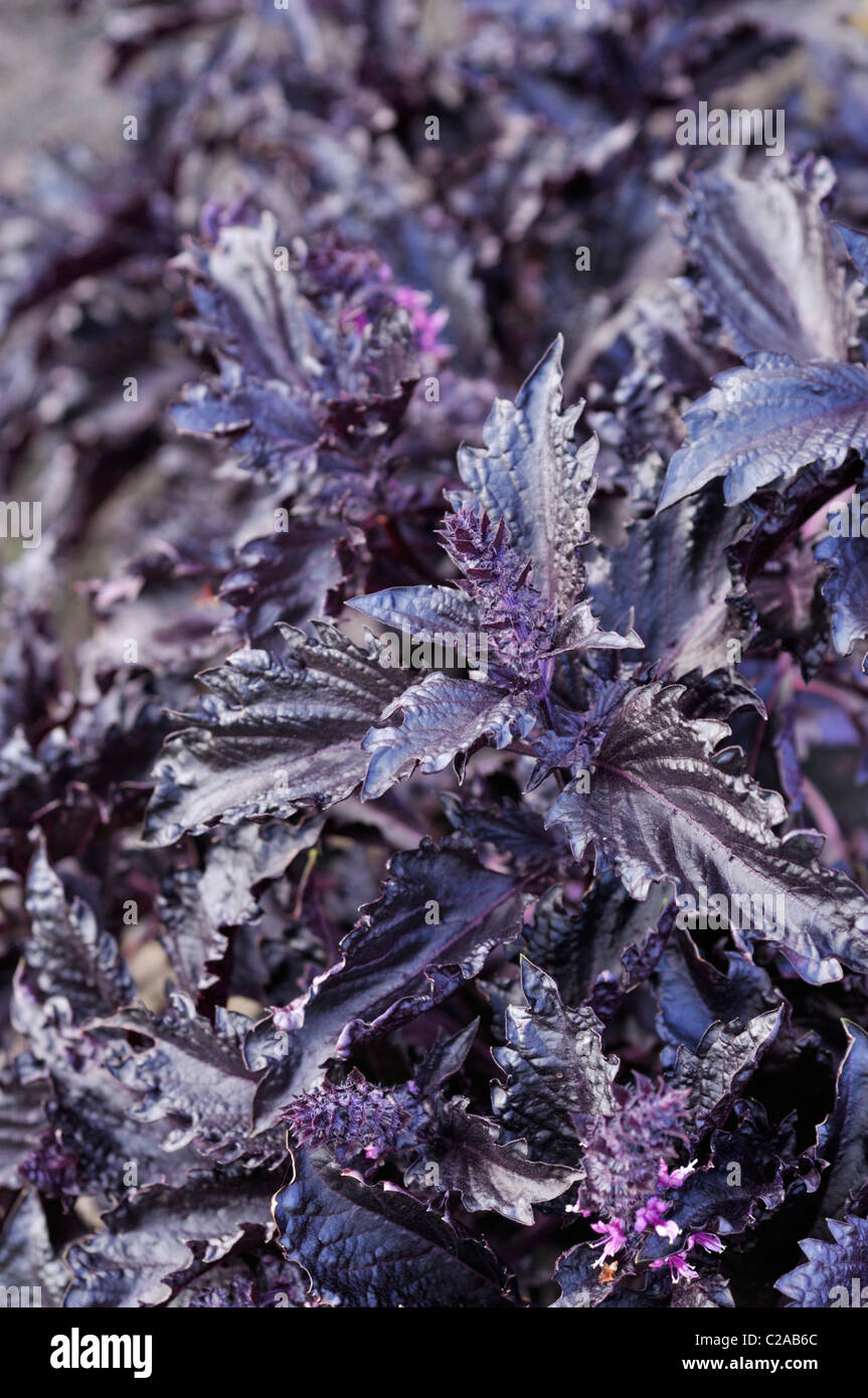 Purple Ruffles Basil High Resolution Stock Photography and Images - Alamy