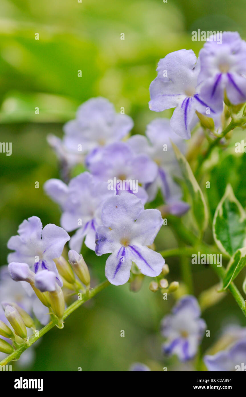 Pigeon berry (Duranta erecta Stock Photo - Alamy