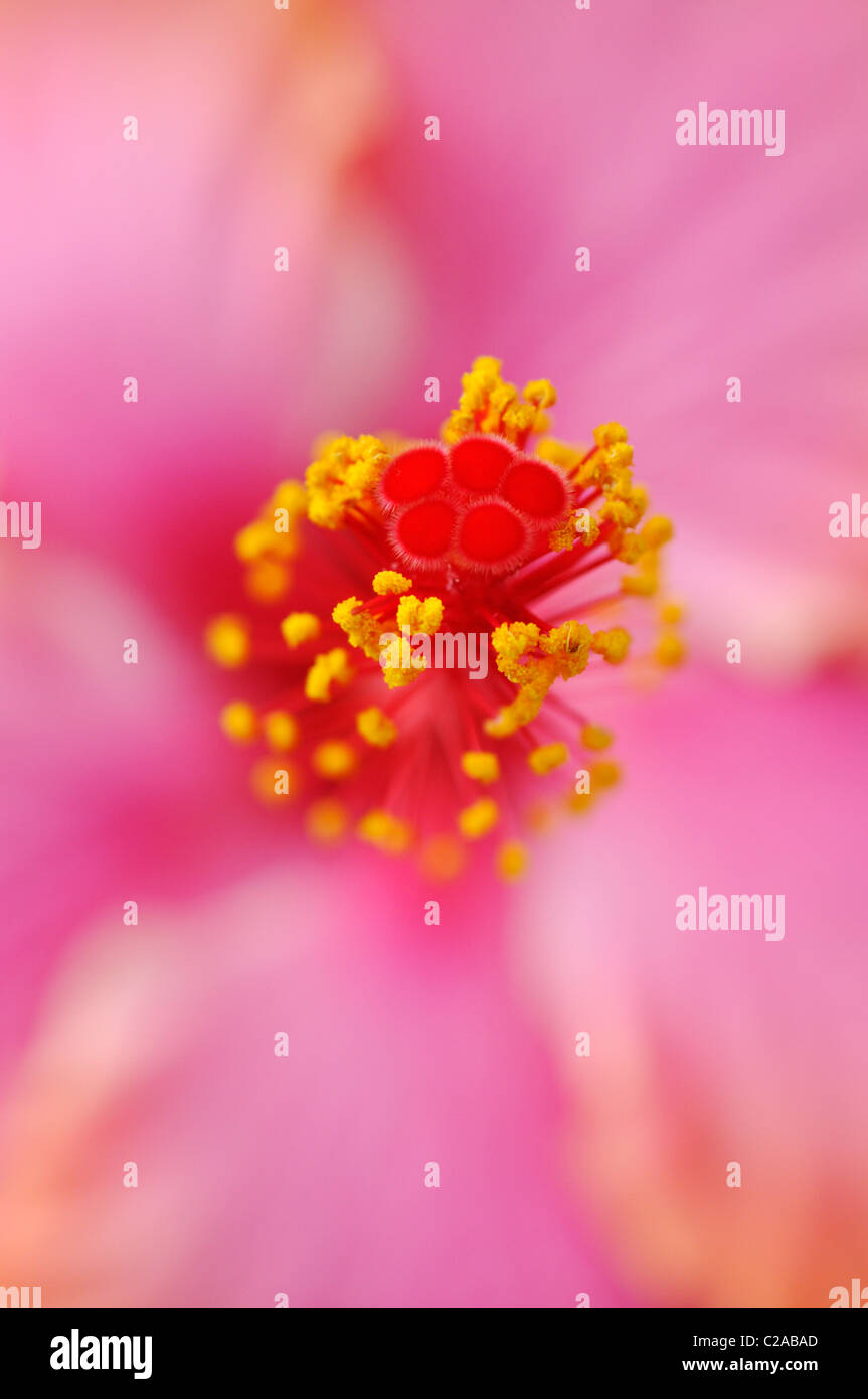 Flower parts red hibiscus rosa sinensis hi-res stock photography and ...