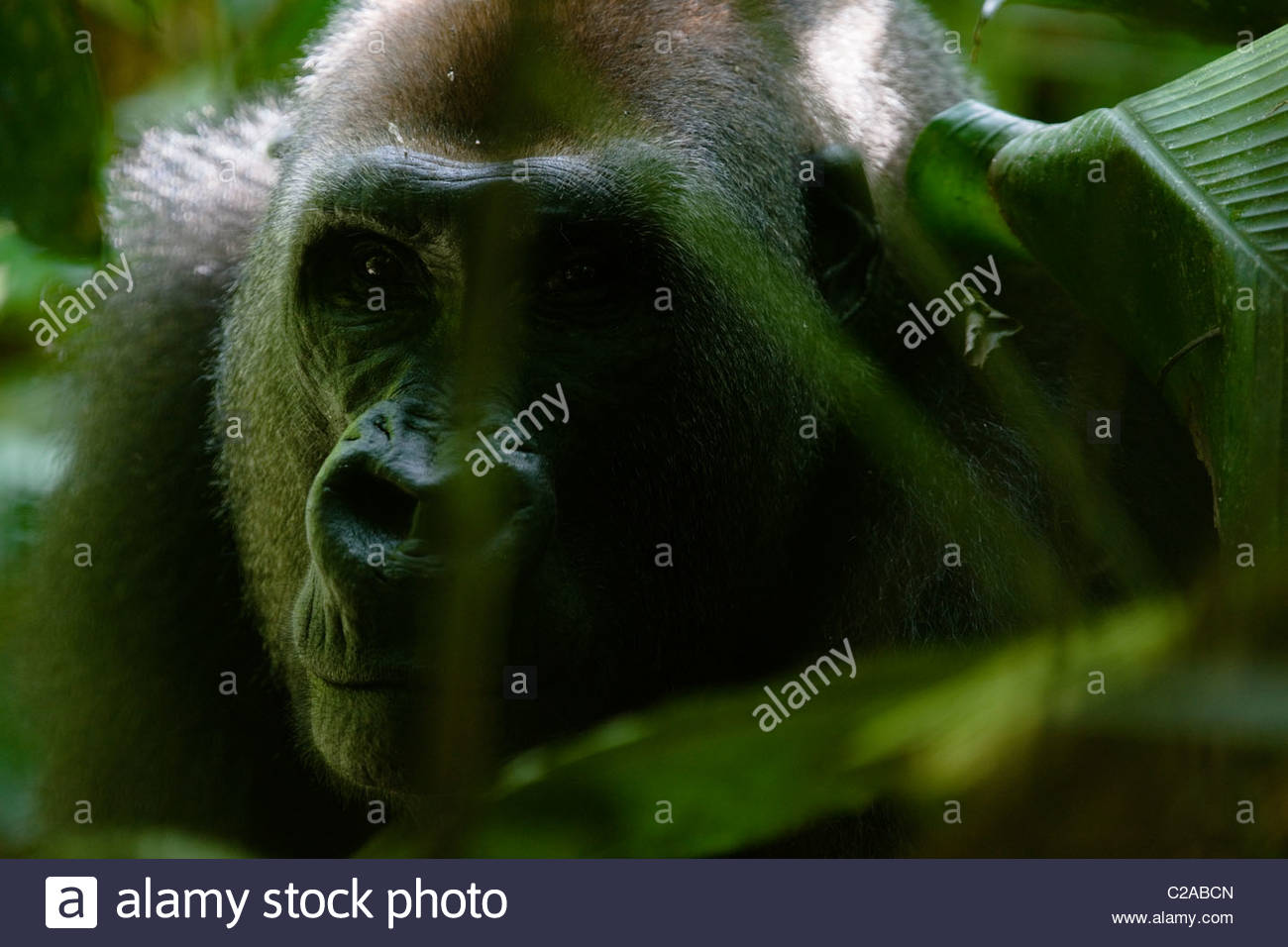 Ndoki High Resolution Stock Photography and Images - Alamy