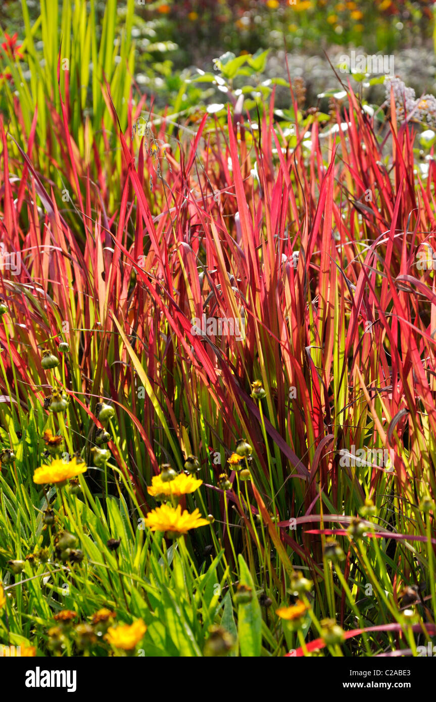 Japanese blood grass (Imperata cylindrica 'Red Baron' syn. Imperata ...