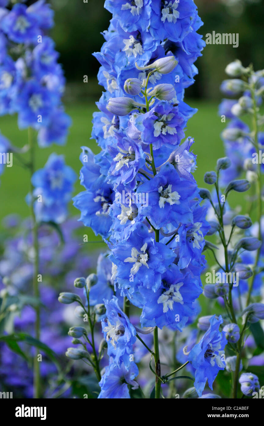 Delphinium plants hi-res stock photography and images - Alamy