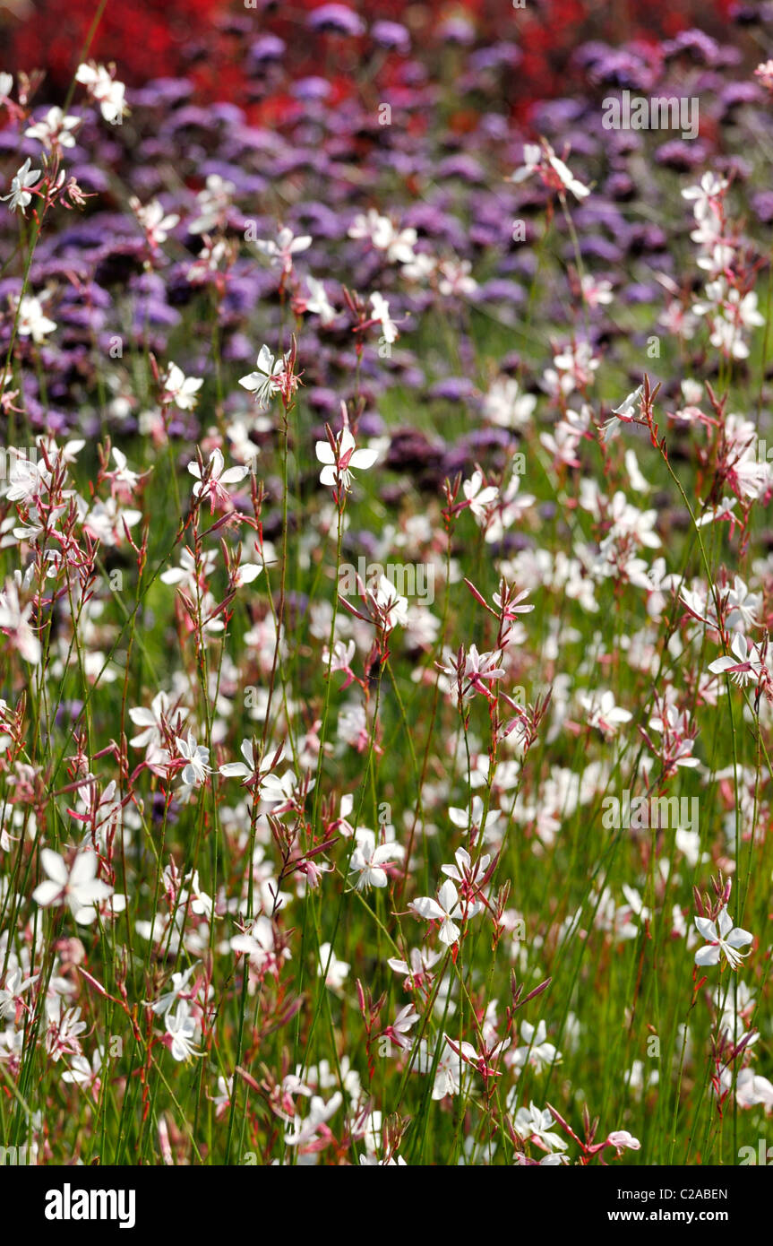 Butterfly gaura (Gaura lindheimeri Stock Photo - Alamy