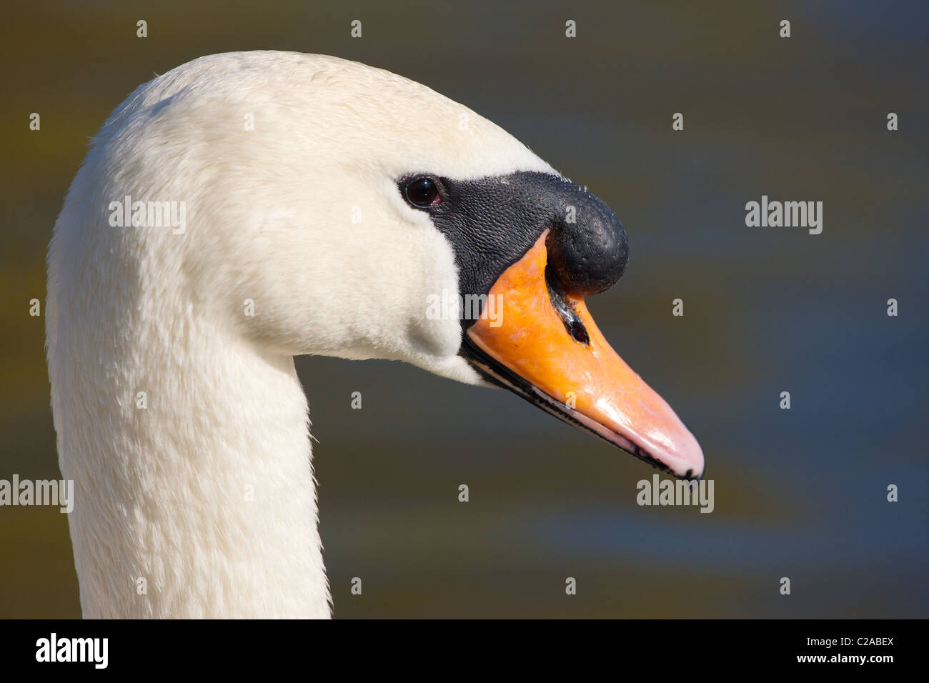 Head of a male Mute Swan Cygnus olor Stock Photo - Alamy