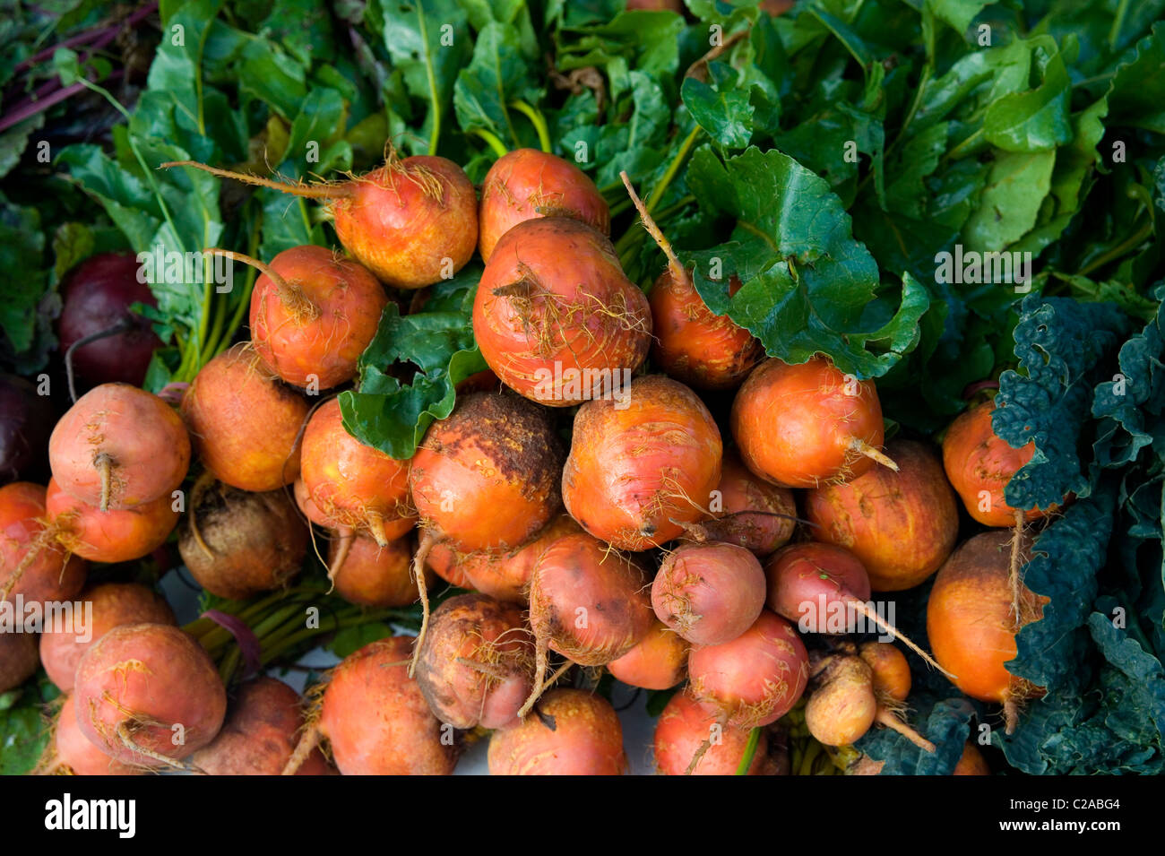 Beta vulgaris Chioggia Beetroot Stock Photo - Alamy