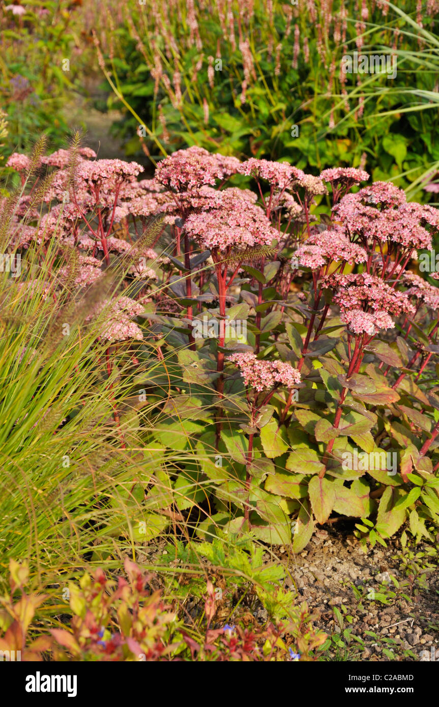 Orpine (Sedum telephium 'Herbstfreude' syn. Hylotelephium telephium ...