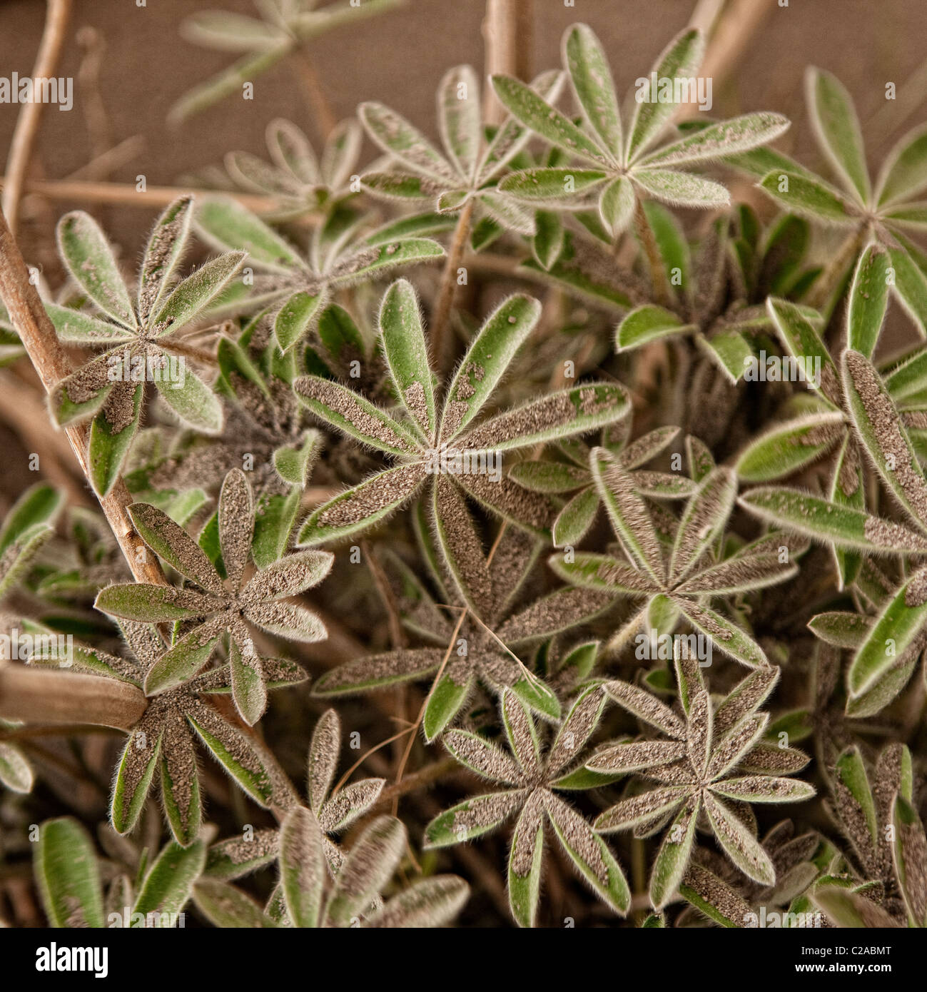 Volcanic ash on plants, Eyjafjallajokull eruption, Spring 2010 Stock ...