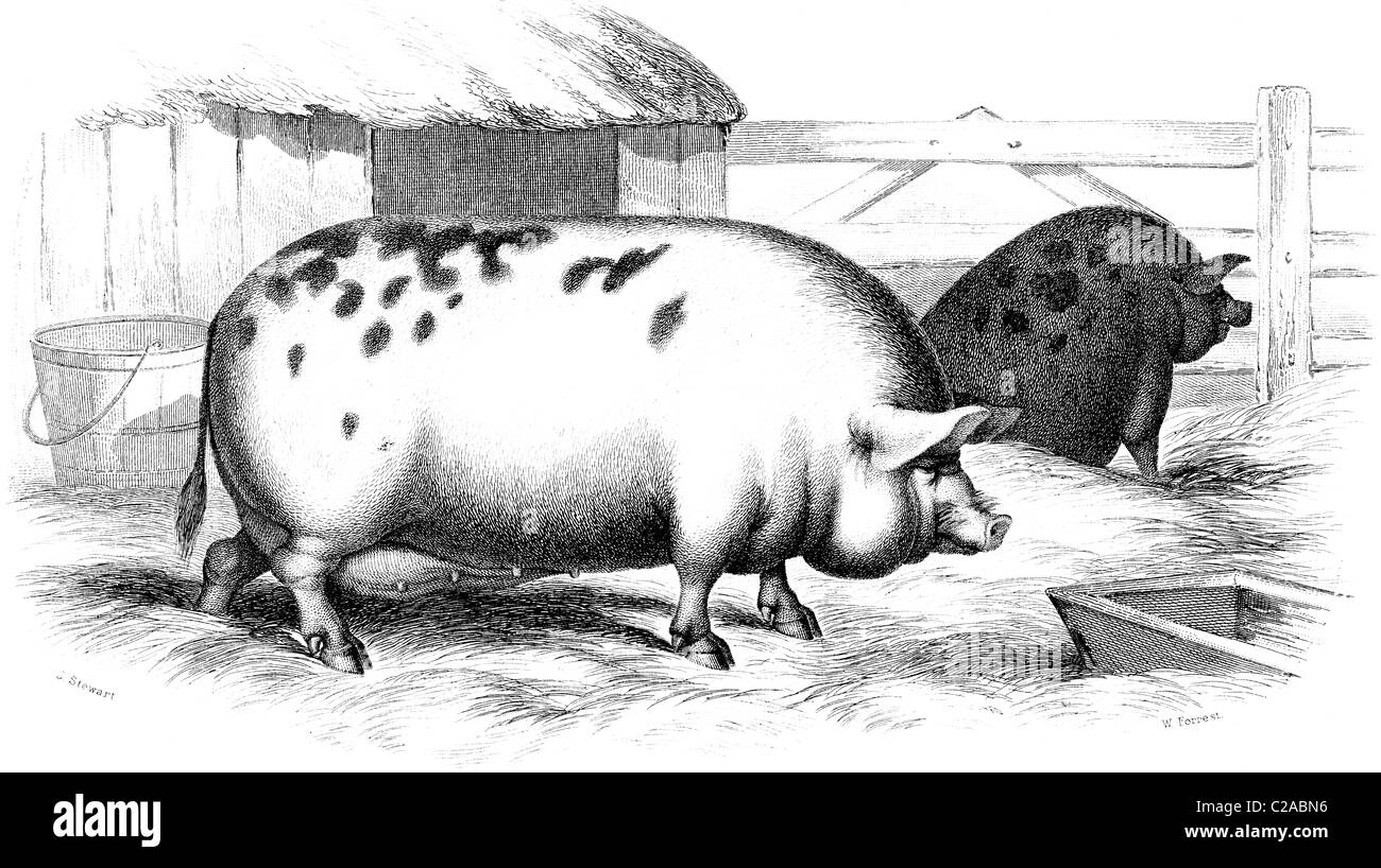 19th Century book illustration, taken from 9th edition (1875) of ...