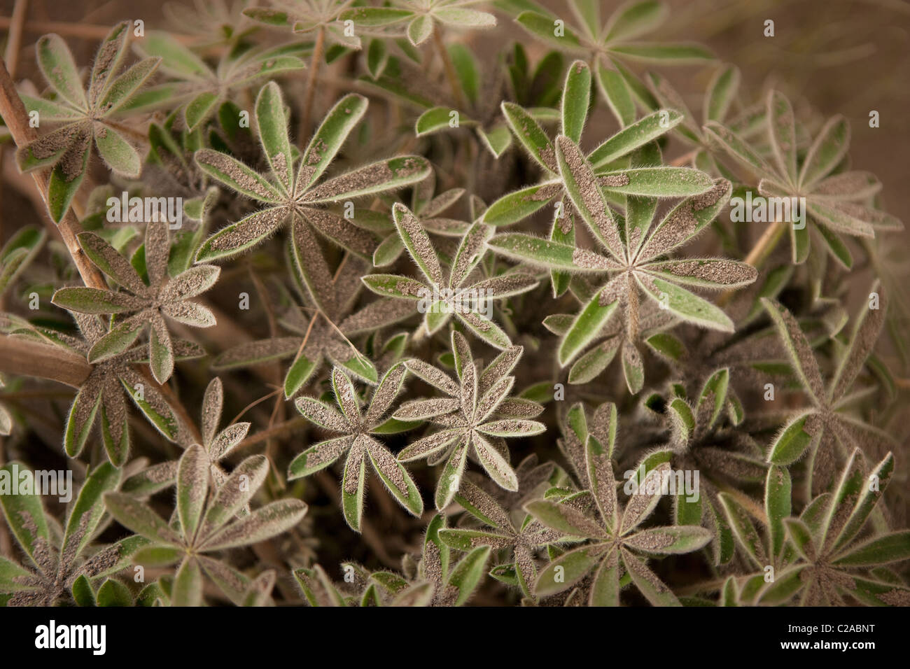 Volcano ash on plants, Eyjafjallajokull eruption, Spring 2010 Stock ...