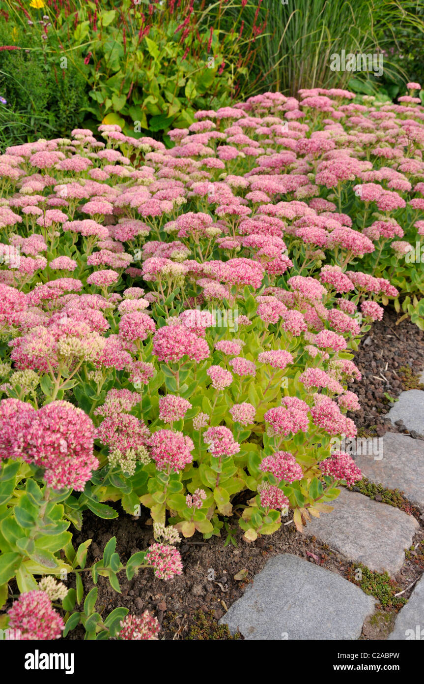 Orpine (Sedum telephium 'Herbstfreude' syn. Hylotelephium telephium ...