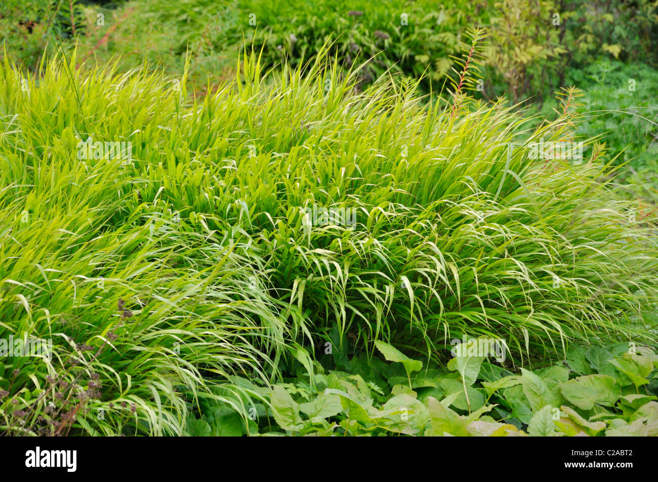 Japanese forest grass hi-res stock photography and images - Alamy