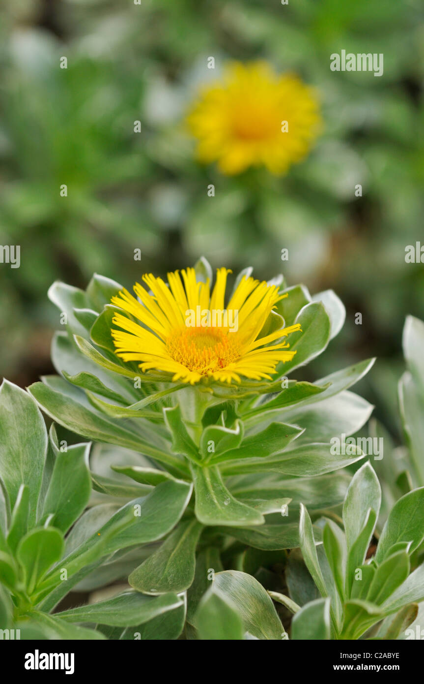 Canary Island daisy (Asteriscus sericeus Stock Photo - Alamy
