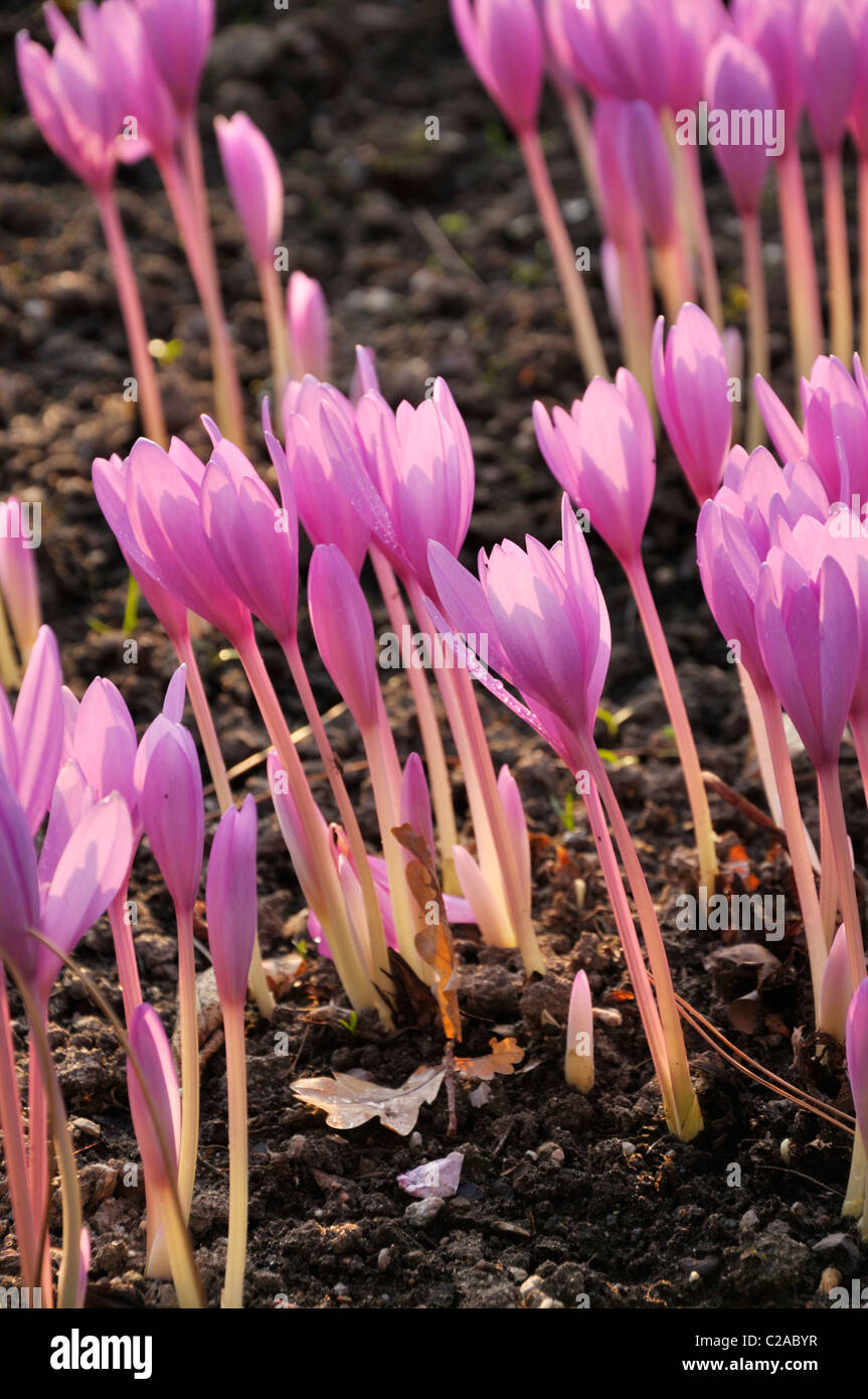 Autumn crocus (Colchicum autumnale Stock Photo - Alamy