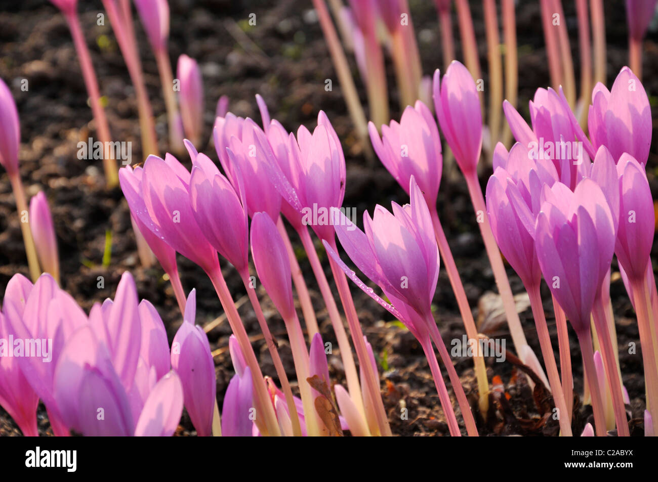 Autumn crocus (Colchicum autumnale Stock Photo - Alamy