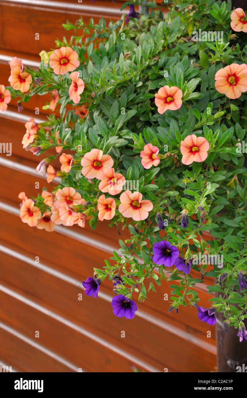 Calibrachoa hi-res stock photography and images - Alamy