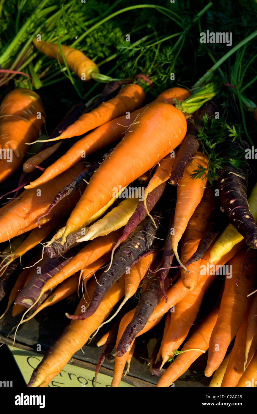 mix of carrot varieties Stock Photo - Alamy