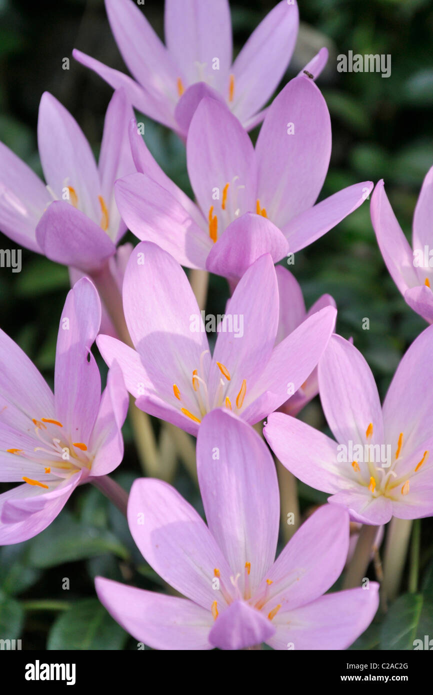 Autumn crocus (Colchicum autumnale Stock Photo - Alamy