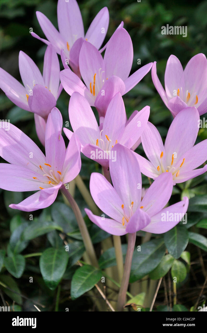 Autumn crocus (Colchicum autumnale Stock Photo - Alamy