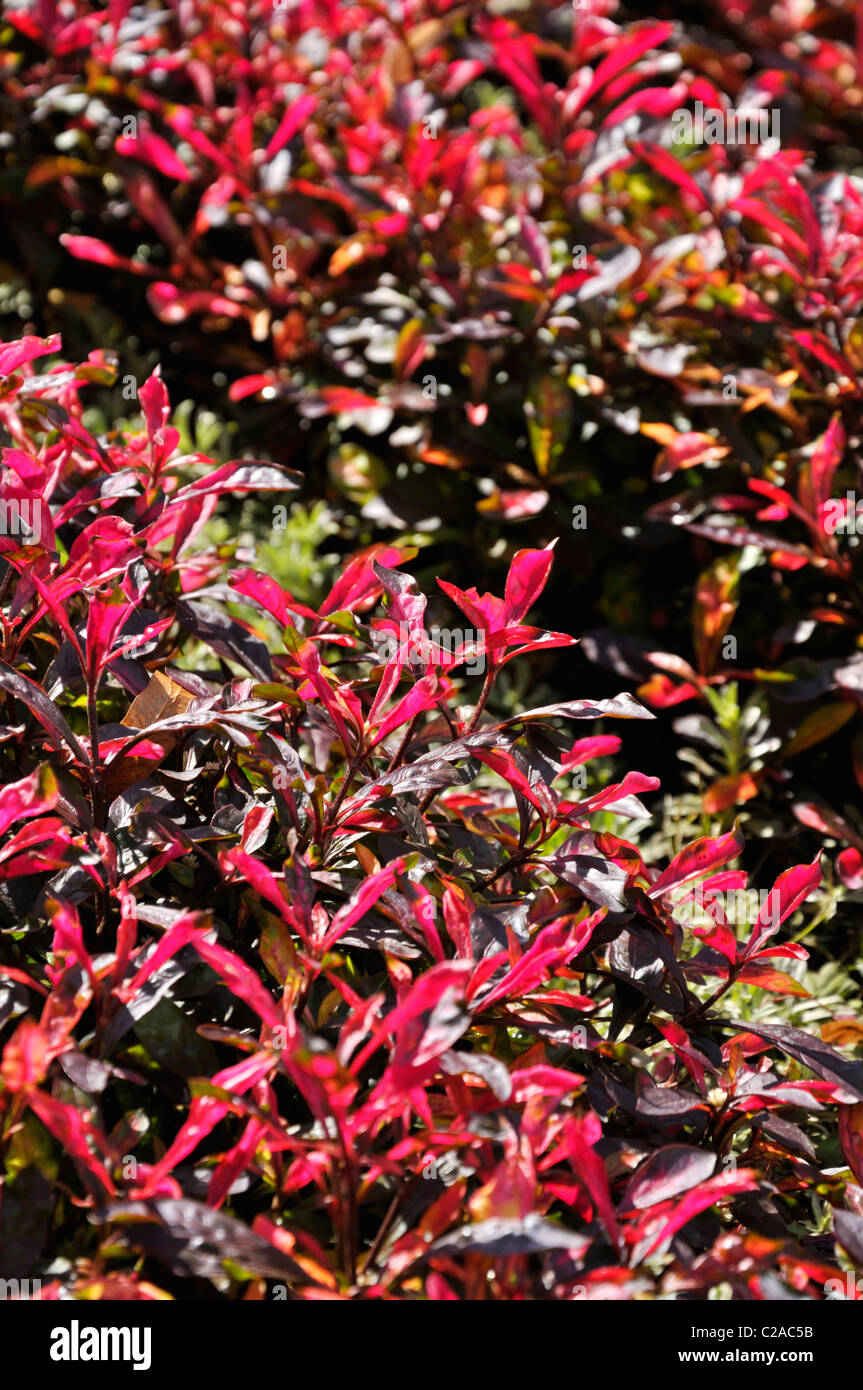Parrot leaf (Alternanthera bettzickiana 'Red Green Yellow' Stock Photo ...