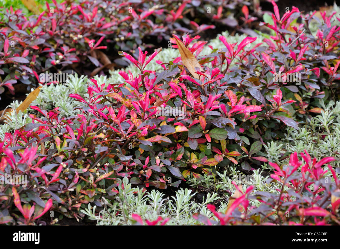 Parrot leaf (Alternanthera bettzickiana 'Red Green Yellow' Stock Photo ...
