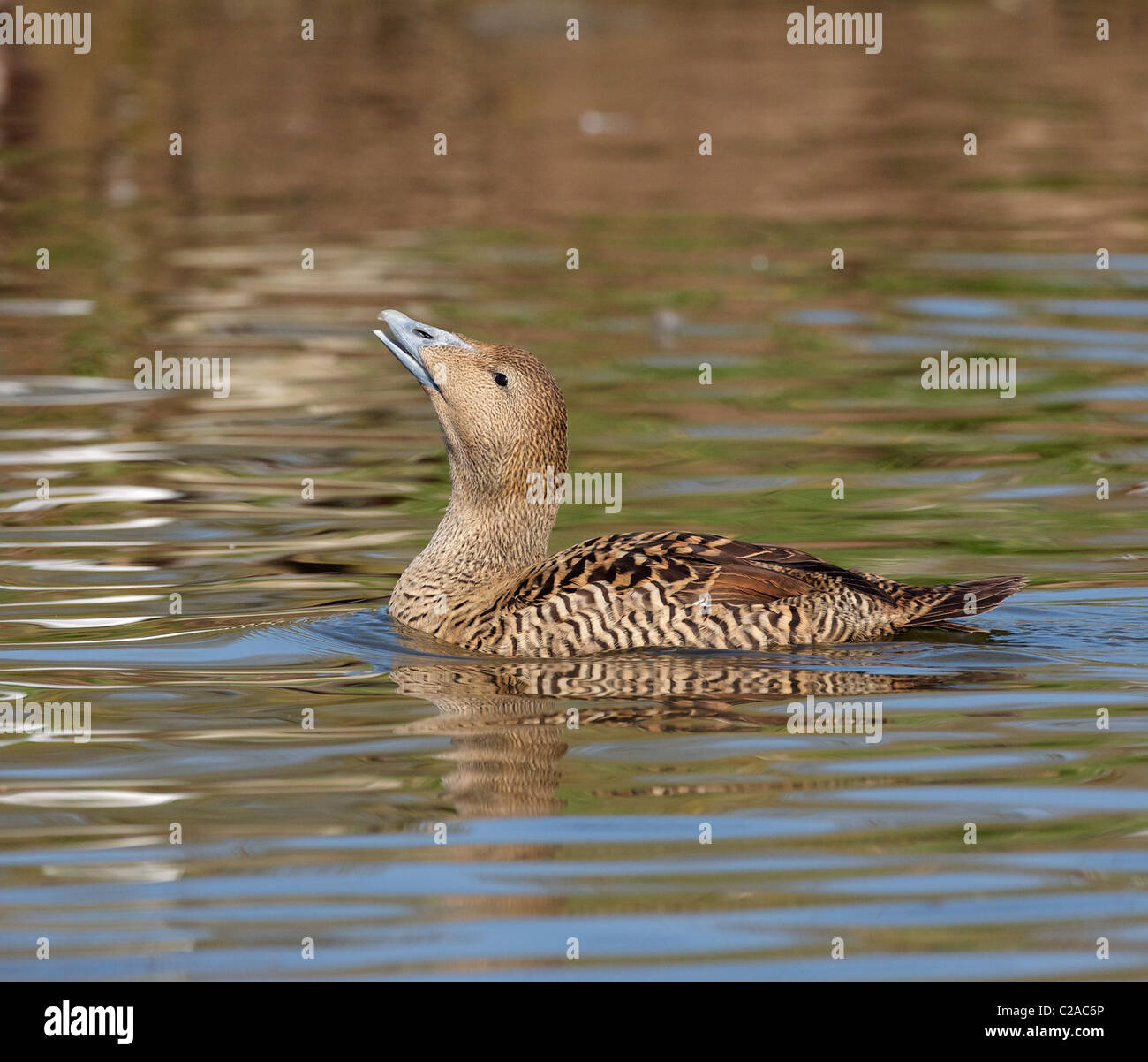 Female common eider duck somateria mollissima hi-res stock photography ...