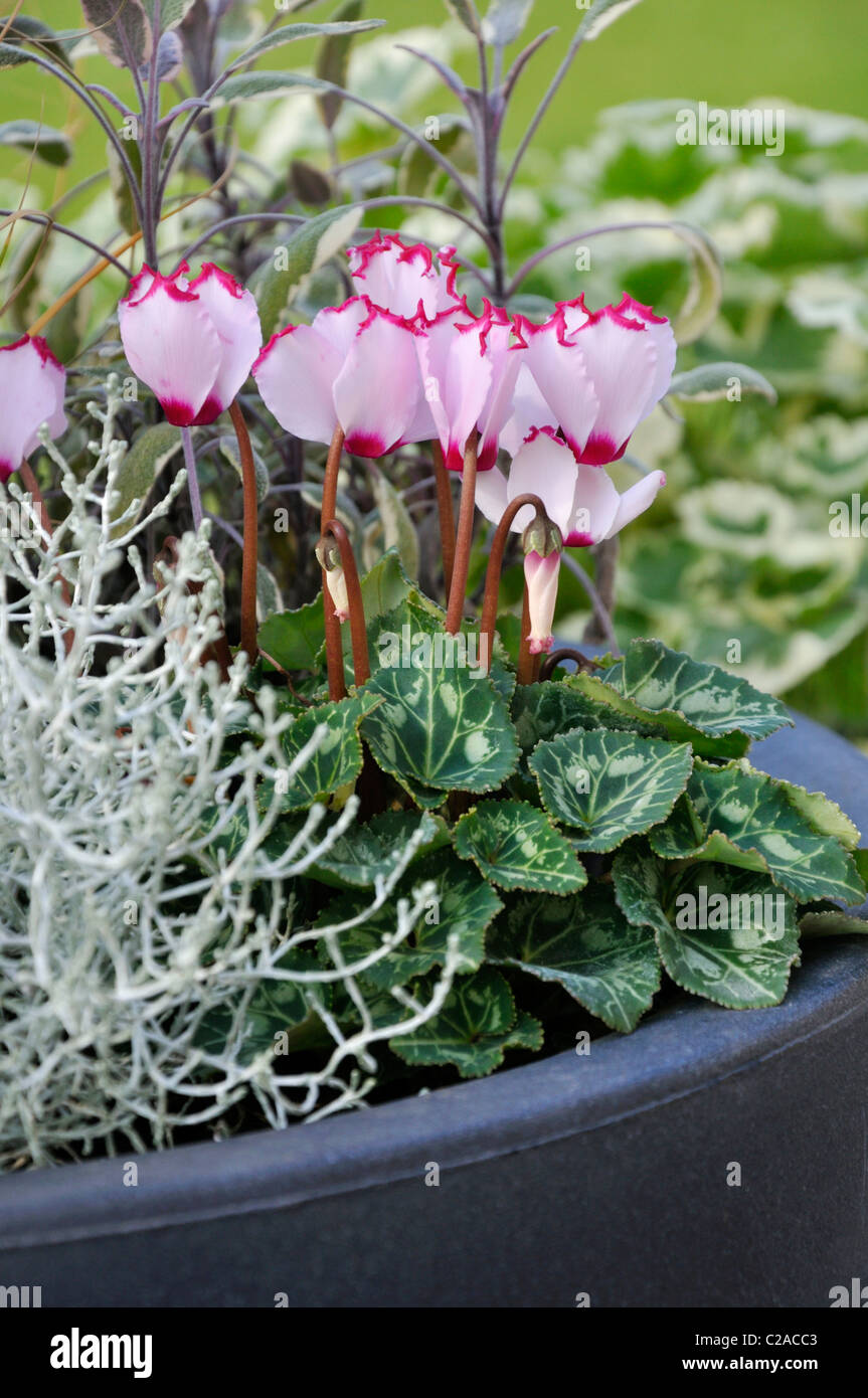 Cyclamen hi-res stock photography and images - Alamy