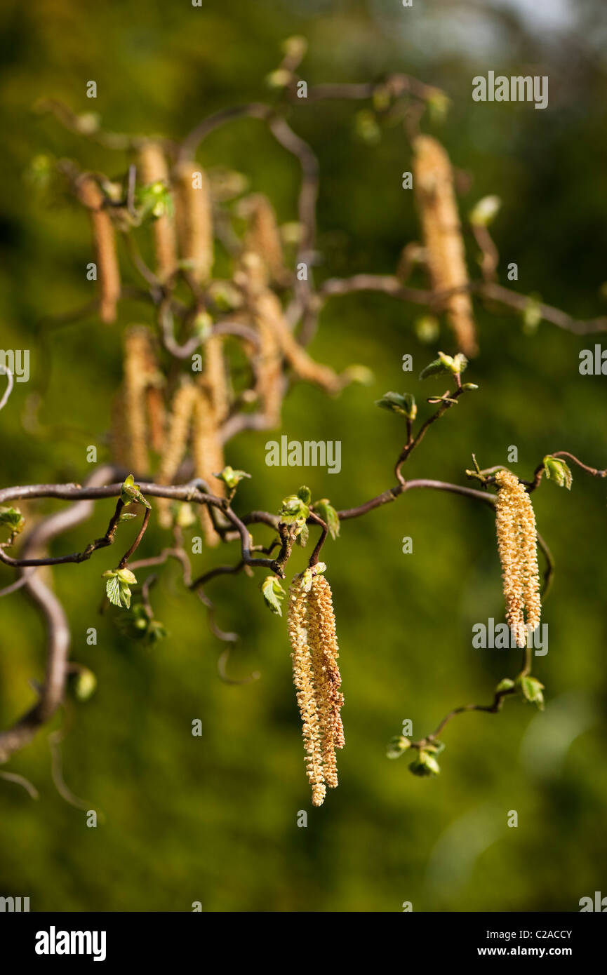 Contorted hazel corylus winter hi-res stock photography and images - Alamy