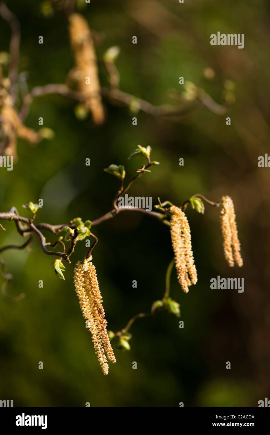 Corkscrew hazel branches hi-res stock photography and images - Alamy