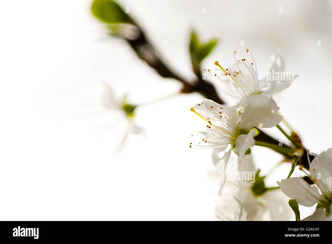 Victoria plum tree united kingdom hi-res stock photography and images ...