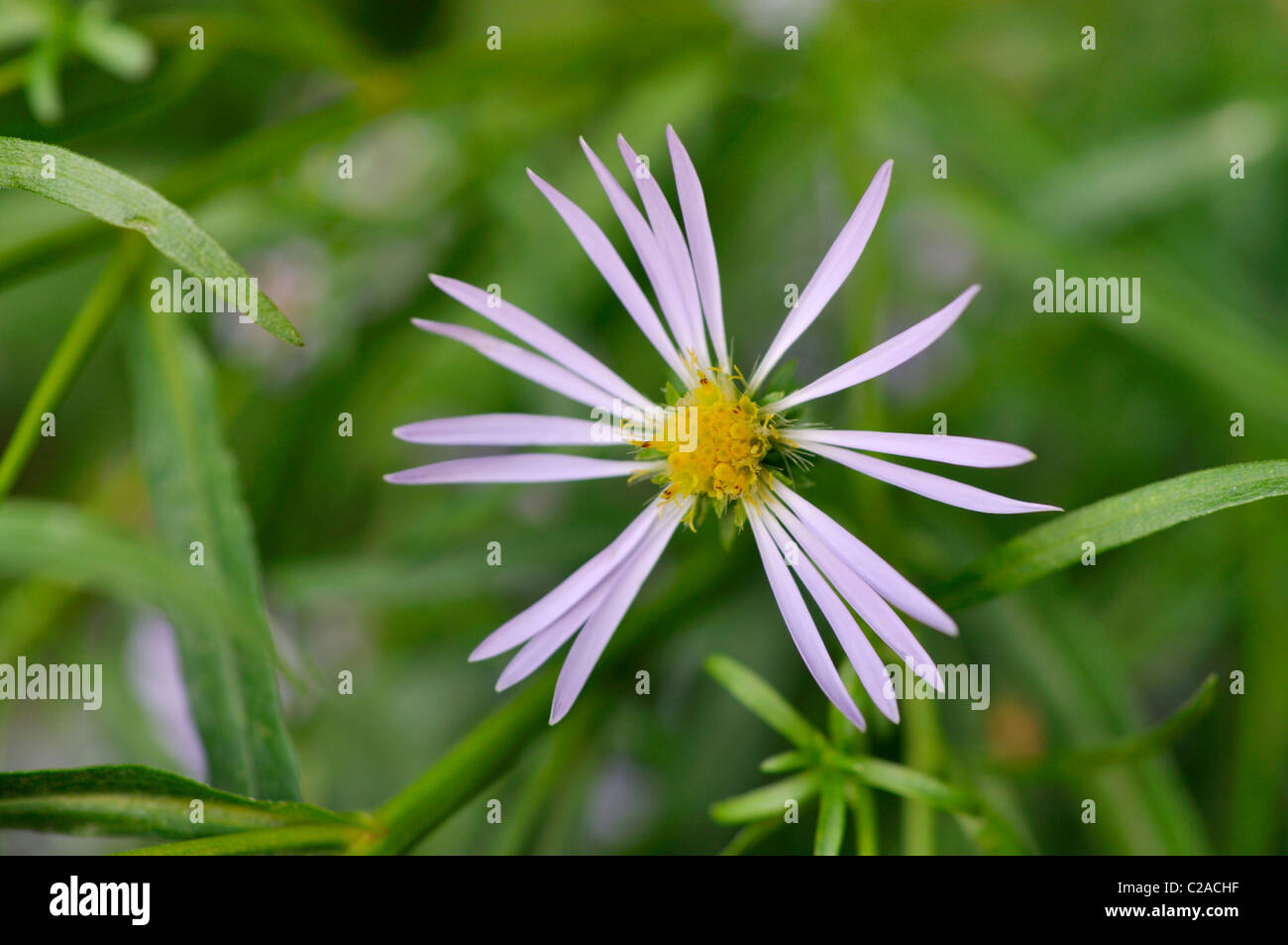 Douglas aster (Aster subspicatus Stock Photo - Alamy